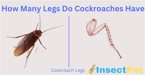 Image result for Cockroach Legs
