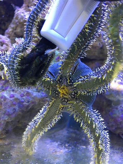 Image result for Alien Life Movie