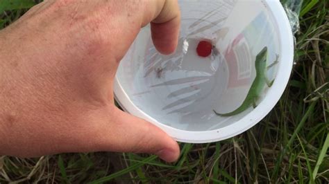 Image result for Easy Homemade Lizard Traps