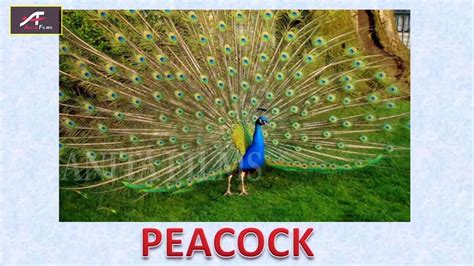 Image result for KidVision Real Animals