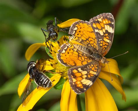 Image result for Pollinating Insects