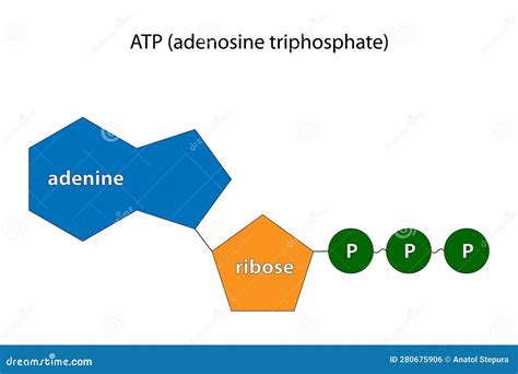 Image result for ATP Formula
