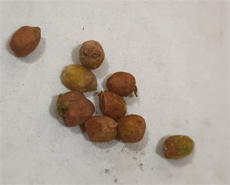 Image result for Seed Recognisition in Java Project