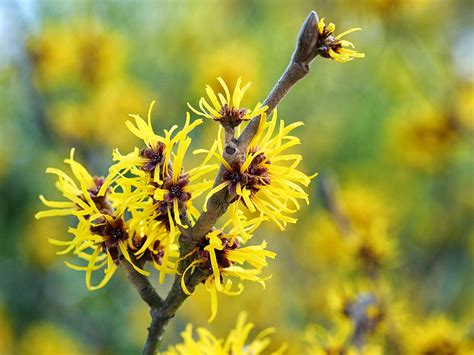 Image result for Exploding Witch Hazel