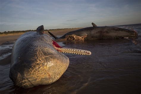 Image result for Whales Exploding When Beached