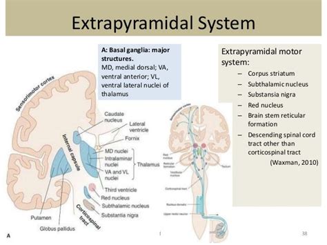 Image result for Extrapyramidal Cortex