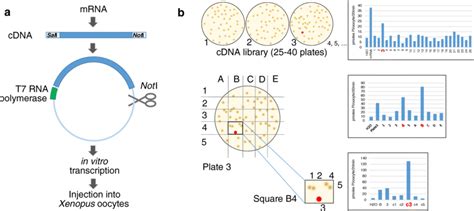 Image result for Expression Cloning Explained