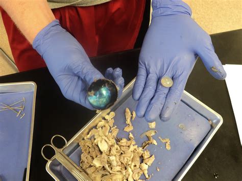 Image result for Cow Eye Dissection