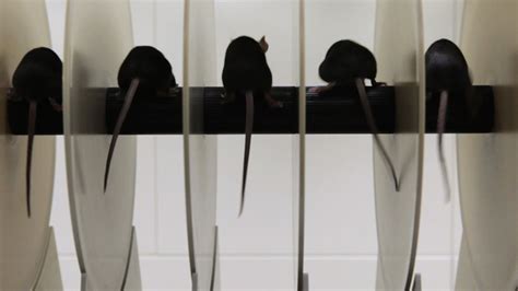 Image result for Mouse Modium