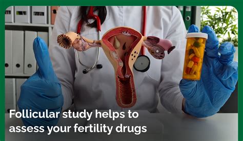 Image result for Follicular Study Scan