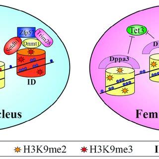 Image result for Female Reprogramming