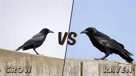 Image result for Crow Vs Raven Differences