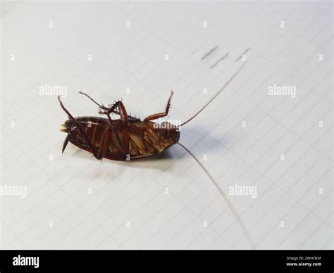 Image result for Cockroach Legs