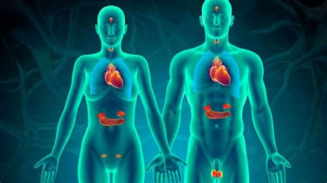 Image result for BrainPOP Endocrine System