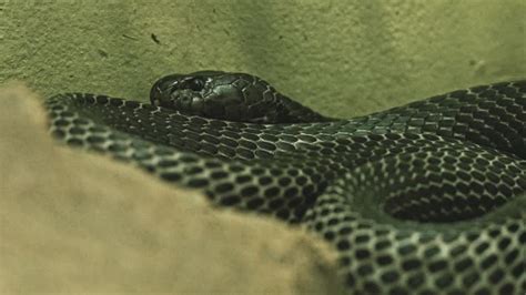 Image result for Coil or Python