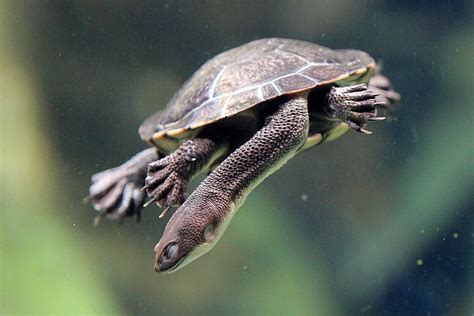 Image result for Long Neck Turtle