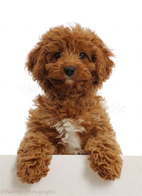Image result for Disney Pixar Red Cavapoo Image