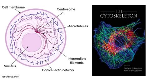 Image result for Cytoskeleton Function