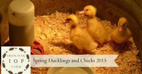 Image result for Spring Ducklings