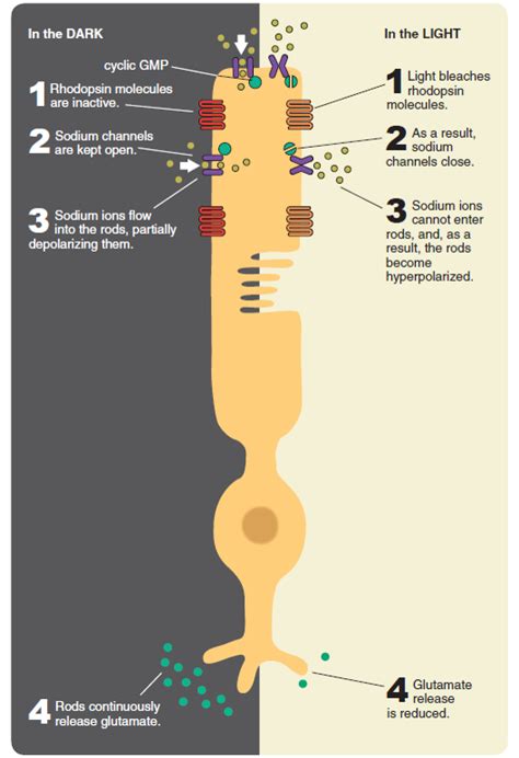 Image result for Visual System Retina