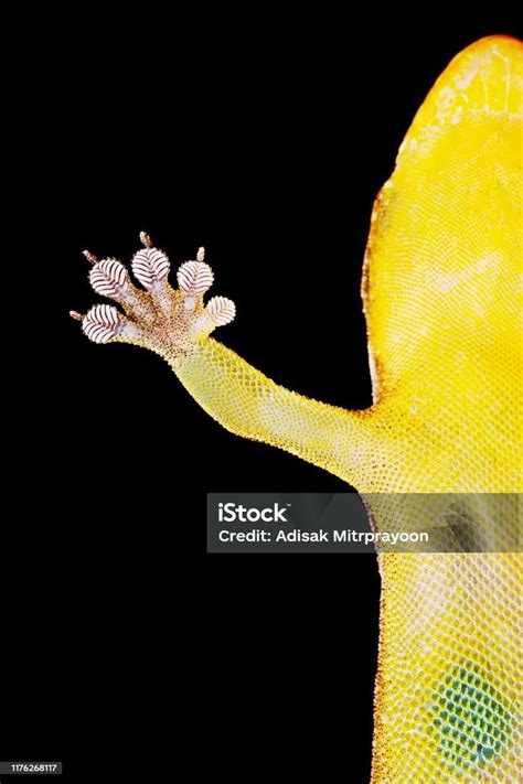 Image result for Lizard Feet