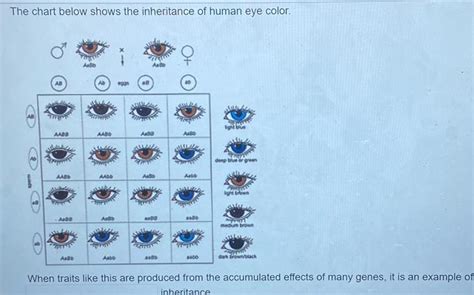 Image result for Eye Color Inheritance Chart