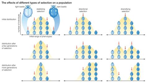 Image result for Microevolution