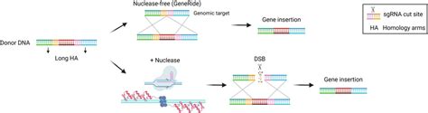 Image result for Gene Editing Direct Reprogramming
