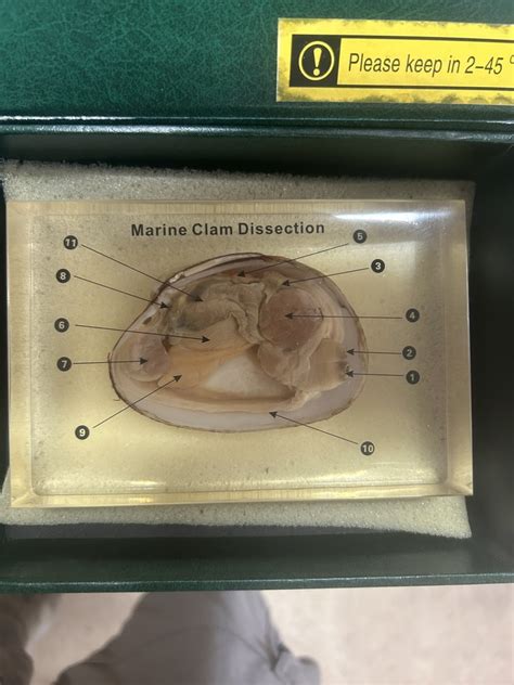 Image result for Clam Dissection