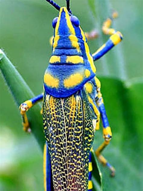 Image result for Colorful Bugs Insects