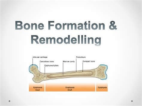 Image result for Bone Forming Process