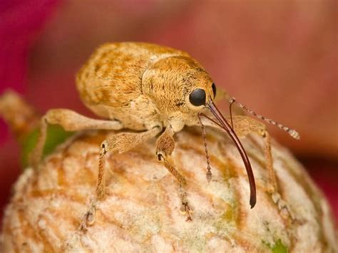 Image result for Good Looking Insects