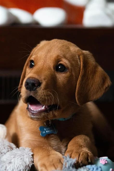 Image result for Fox Red Lab Pups