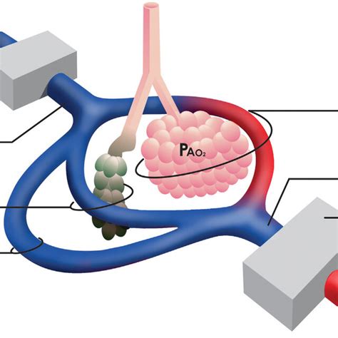 Image result for Intrapulmonary Shunt Bubble Study