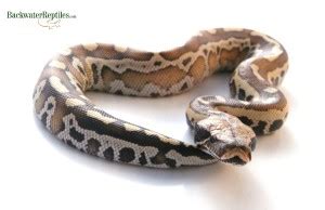 Image result for Red Blood Python