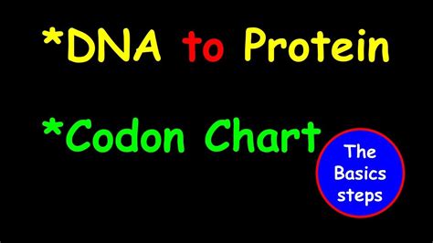 Image result for How to Use a Codon Chart Biology