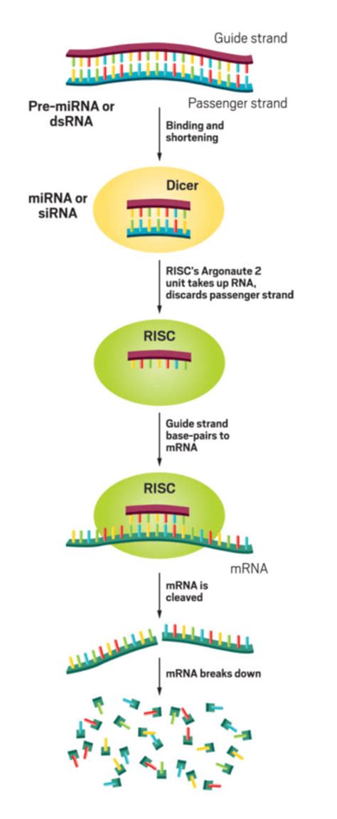 nanoSUR | RNA Interference