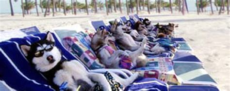 Image result for Snow Dogs Cast