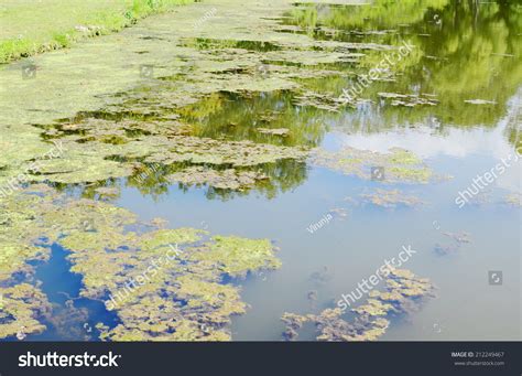 Image result for Minecraft Swamp Block Texture