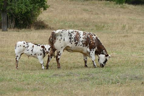 Image result for Sapi Cow