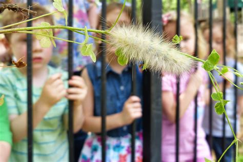 Image result for Insects Lessons