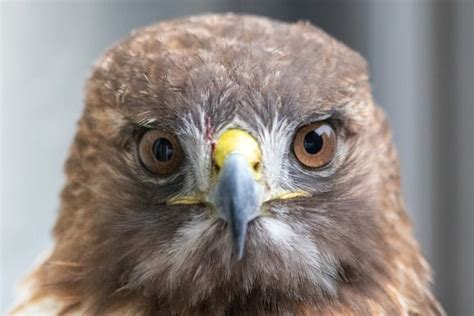 Image result for Hawk Attacking