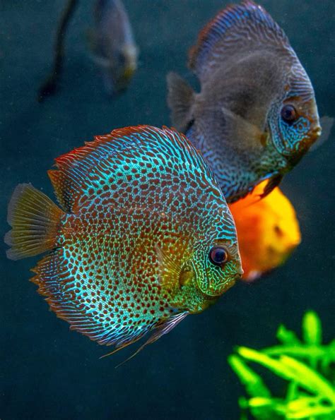 Image result for Discus Colors