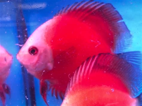 Image result for Red Melon Discus