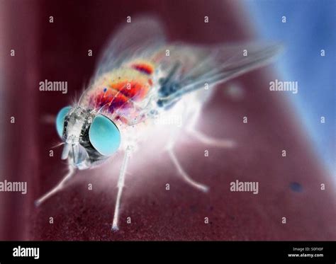 Image result for Inverted Chest Fly