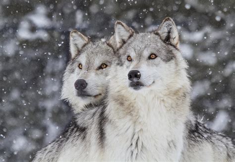 Image result for Wolves in Winter