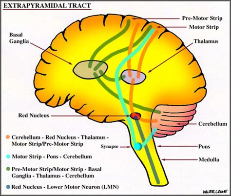 Image result for Extrapyramidal Cortex
