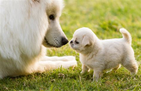 Image result for Example of a Life Cycle