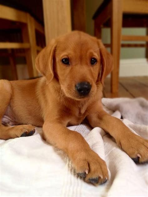 Image result for Fox Red Lab Pups