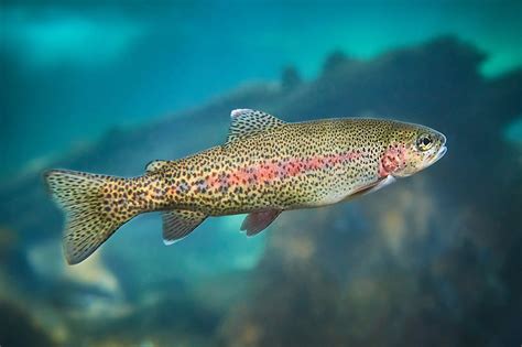 Image result for NX Studio Software